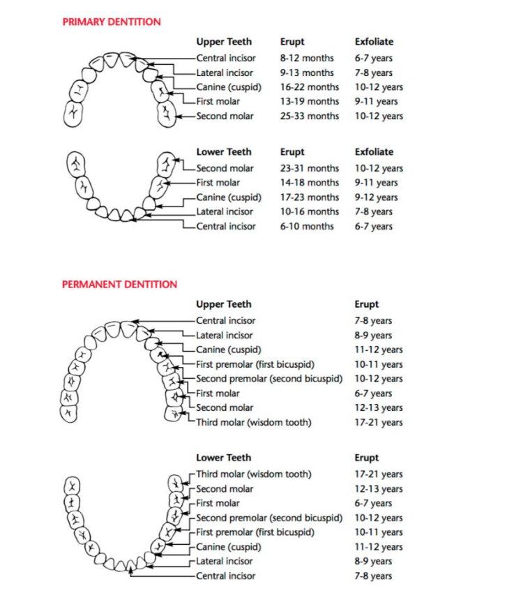 Tooth Eruption Pearland Texas, Baby Teeth